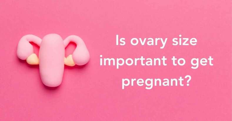 Does Ovary Size Matter for Pregnancy? What You Need to Know | Fertile Tree