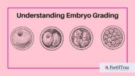What is embryo grading? Day 3, Day 5, Success Rates - Fertiltree