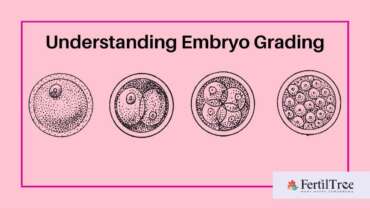 What is embryo grading? Day 3, Day 5, Success Rates - Fertiltree