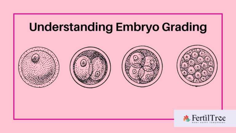 What is embryo grading? Day 3, Day 5, Success Rates - Fertiltree